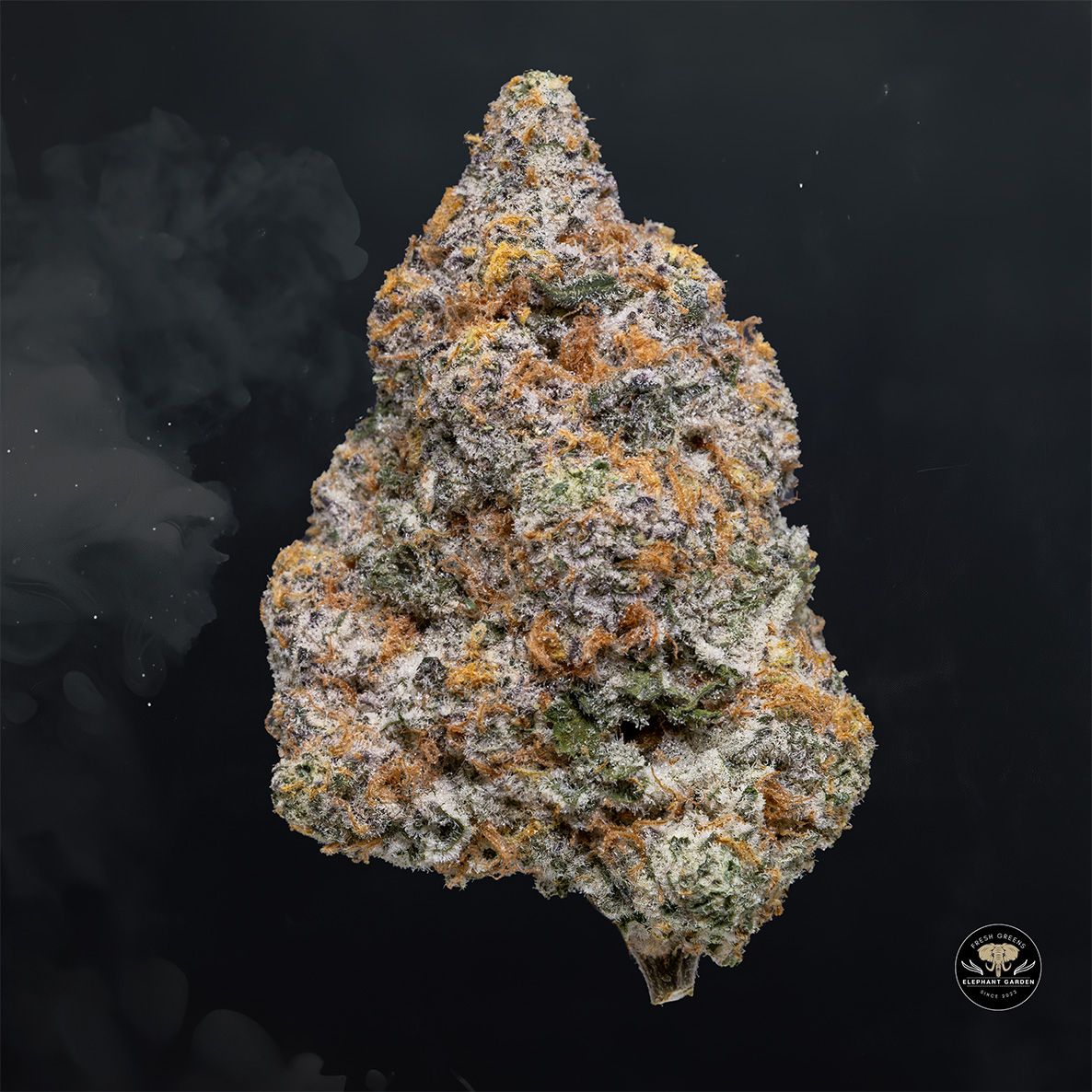 Raspberry Parfait - Hybrid - AAA+ | Elephant Garden Co