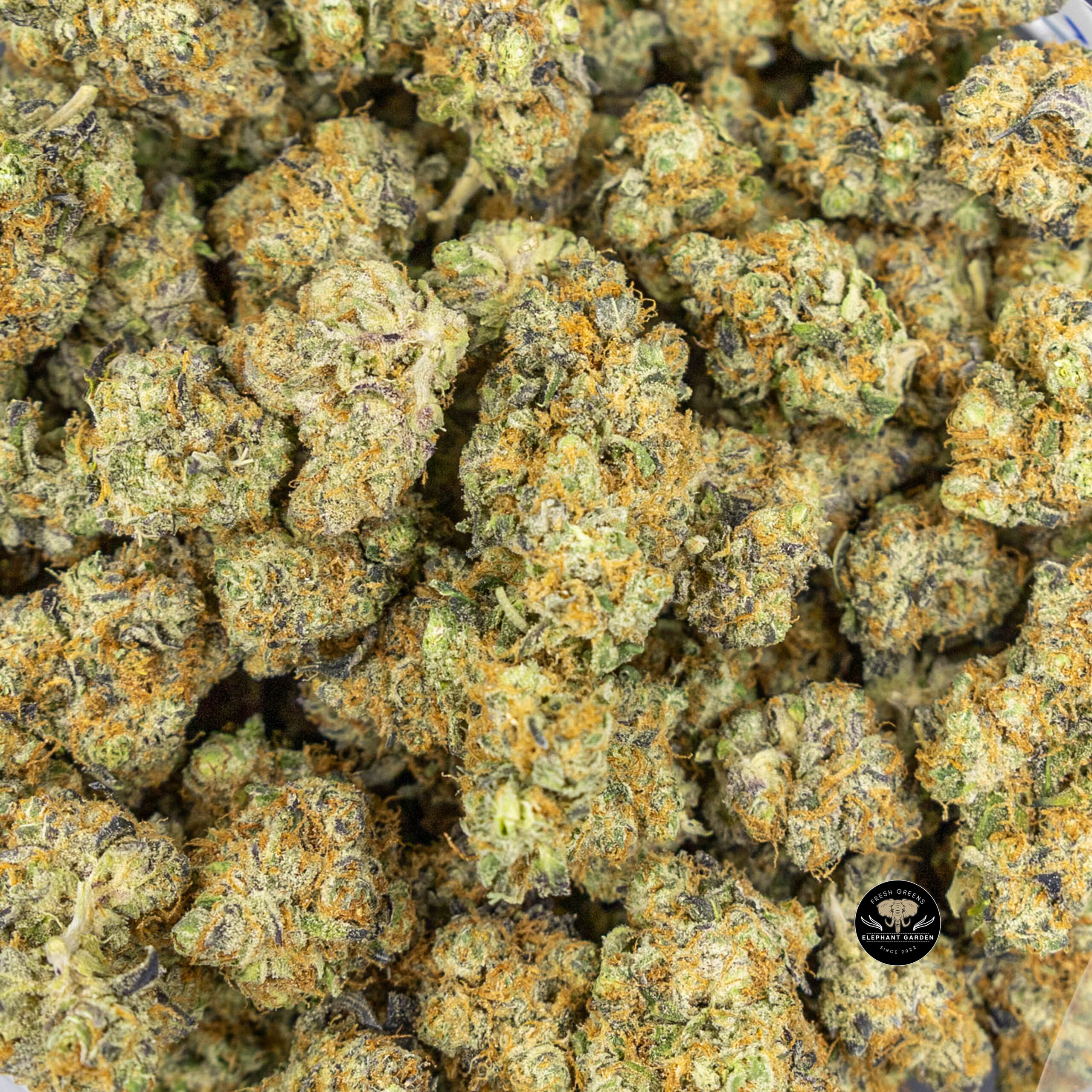 Garlic Breath (Bulk) - Hybrid - AAA | Elephant Garden Co
