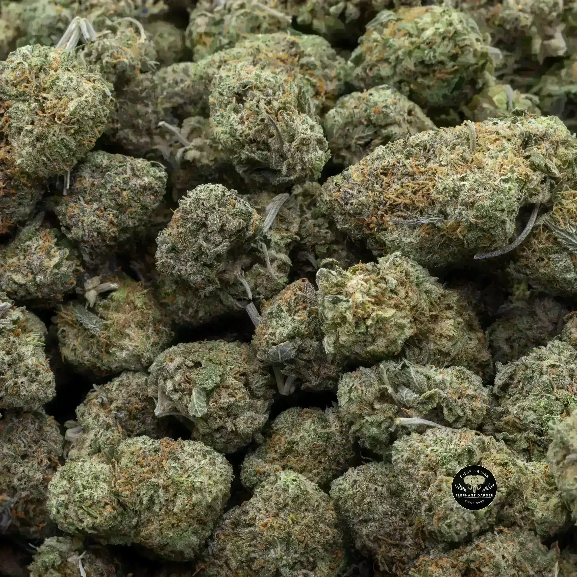 Dragon Berry (Bulk) - Hybrid - AAA+ - Elephant Garden Co