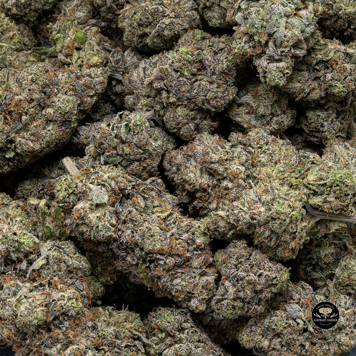 Dank Schrader - Indica - AAAA - Elephant Garden Co